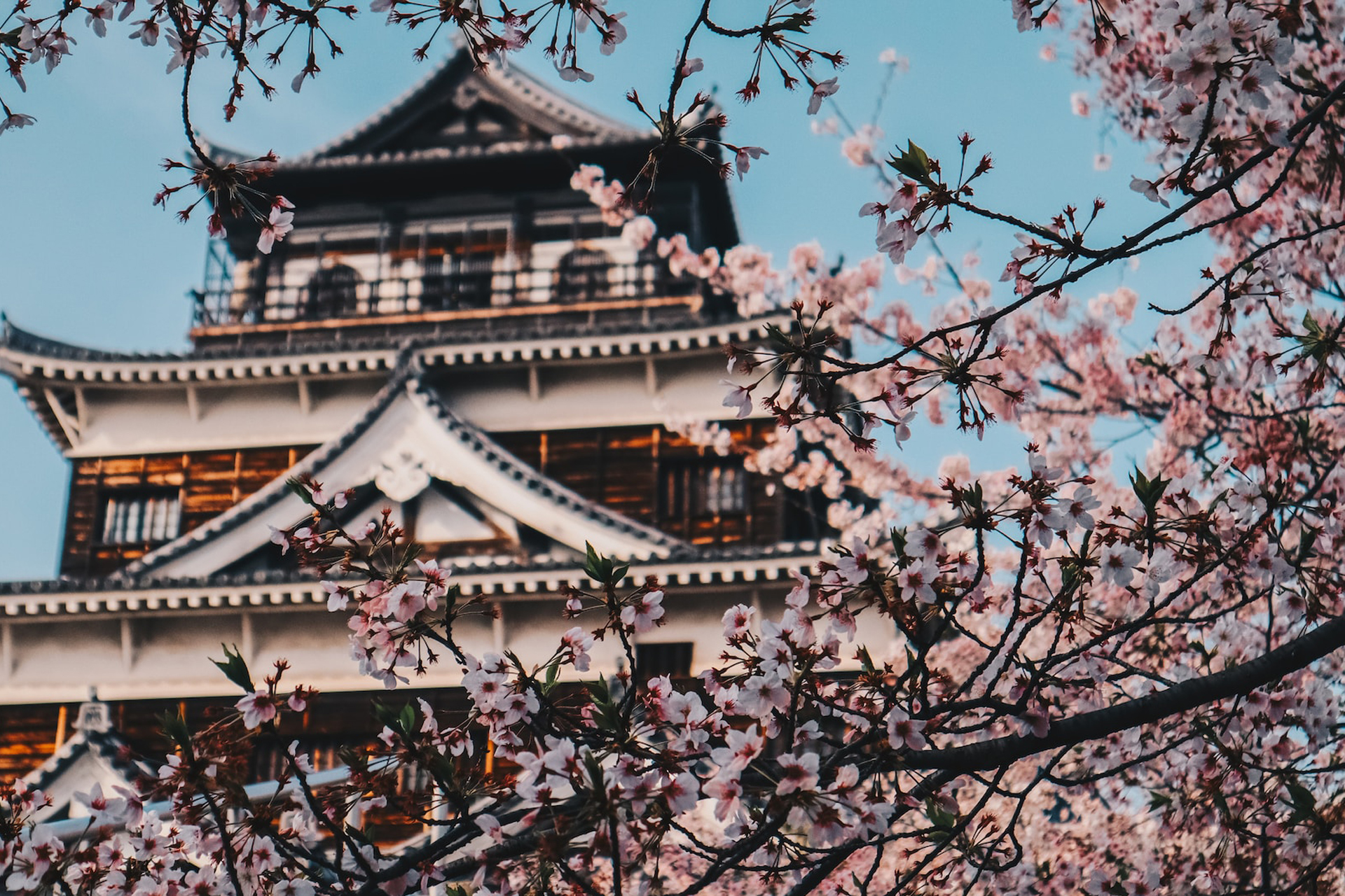 Top 5 Cherry Blossom Viewing Locations in Japan – Yehey Remit