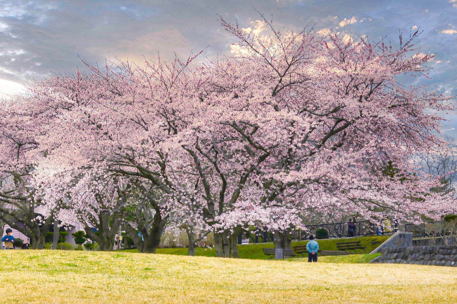 Top 5 Cherry Blossom Viewing Locations in Japan – Yehey Remit